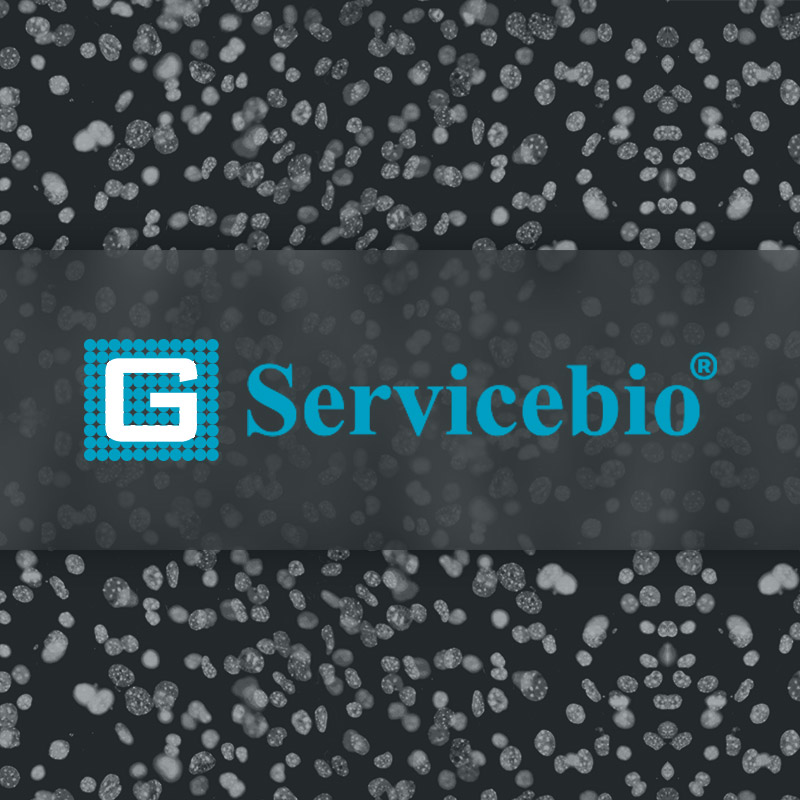 Представляем новый бренд – Servicebio Technology! | Новости Компании Хеликон